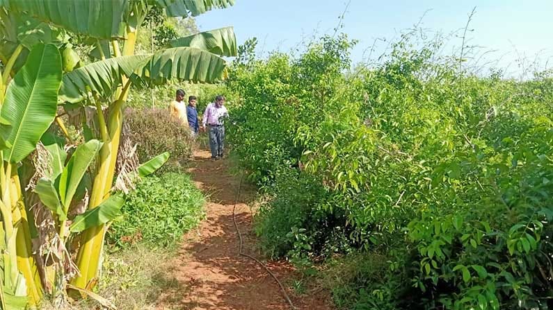 ಔಷಧೀಯ ಸಸ್ಯಗಳ ಕೃಷಿ ಮಾಡಿ ಇತರ ರೈತರಿಗೆ ಮಾದರಿಯಾದ ಇಂಗ್ಲಿಷ್ ಉಪನ್ಯಾಸಕ - Kannada ...