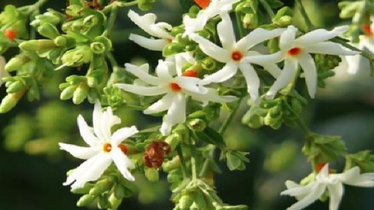 Parijata Flower Story In Kannada | Best Flower Site
