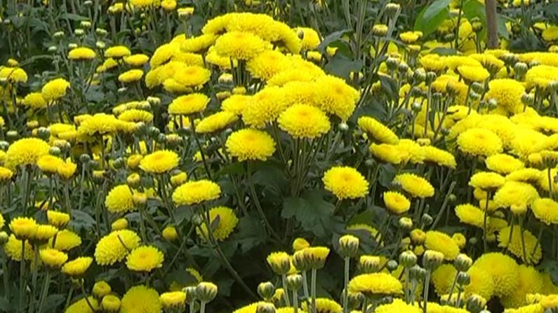 ಹೂವು ಬೆಳೆಗಾರರಿಗೆ ಆಷಾಢ ಸಂಕಷ್ಟ; ವ್ಯಾಪಾರವಿಲ್ಲದೆ ಚಿಕ್ಕಬಳ್ಳಾಪುರ ರೈತರು ಕಂಗಾಲು ...