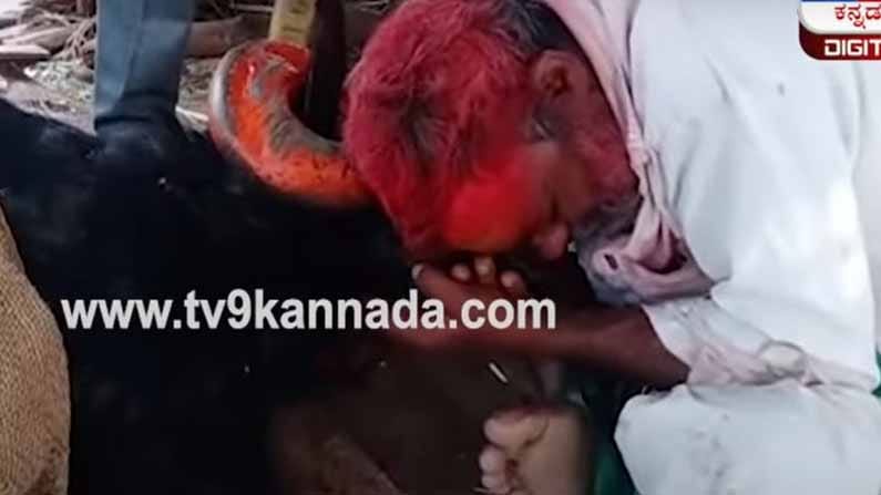 ಸೋಲರಿಯದ ಸರ್ದಾರನಾಗಿ ಟಗರು ಕಾಳಗದಲ್ಲಿ ಅನೇಕ ಪ್ರಶಸ್ತಿಗಳನ್ನು ಗೆದ್ದಿದ್ದ ಬೆಟ್ಟದ ...