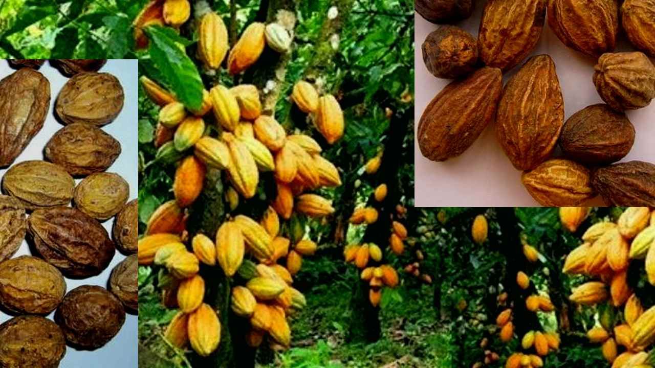 Alalekayi: ಏನಿದು ಅಳಲೆ ಕಾಯಿ ಪಾಂಡಿತ್ಯ? ತಿಳಿಯಿರಿ, ಆಯುರ್ವೇದ ವೈದ್ಯಶಾಸ್ತ್ರದ ...