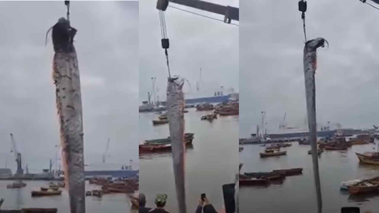 Viral Video: ಮೀನುಗಾರರ ಬಲೆಗೆ ಸಿಕ್ಕಿಬಿದ್ದ 16 ಅಡಿ ಉದ್ದದ ಮೀನು! ಇದು ಭೂಕಂಪನದ ...