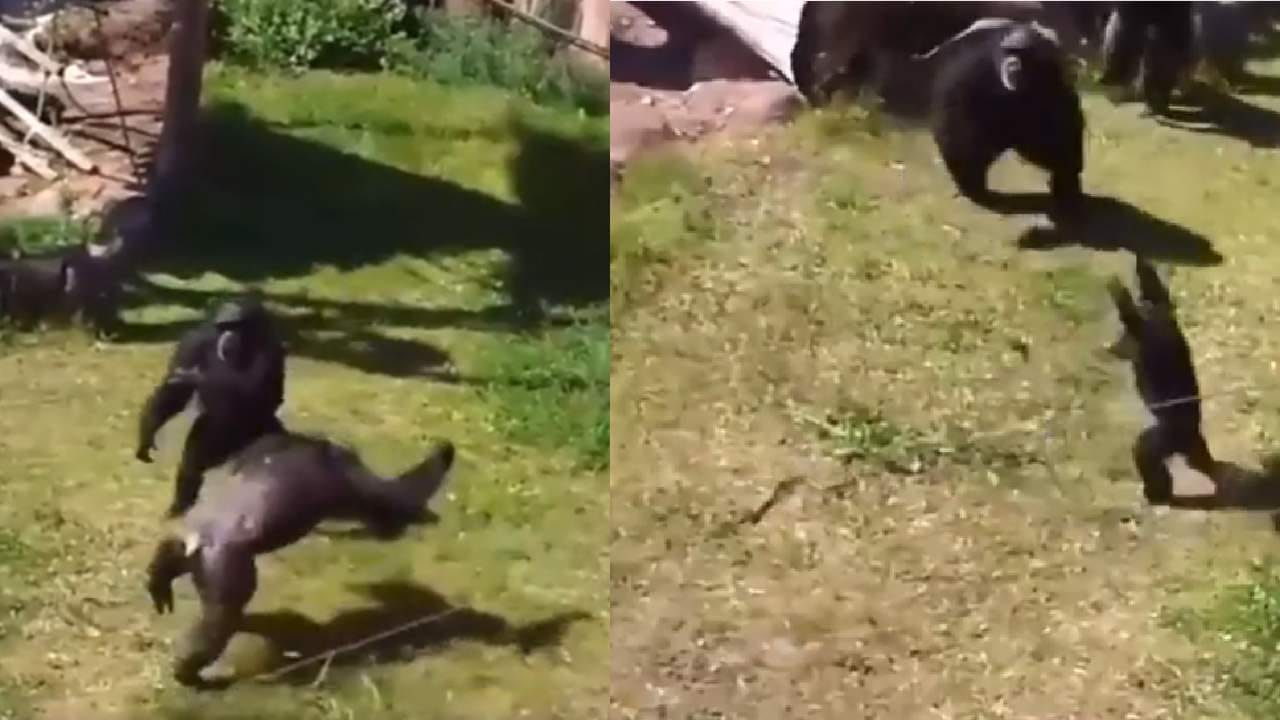 Viral Video: ಮೈಮೇಲೆ ಜಿರಳೆ ಬಿದ್ದಾಗ ಚೀರಾಡುವವರನ್ನು ನೆನಪಿಸುವಂತಿದೆ ಈ ವೈರಲ್ ...