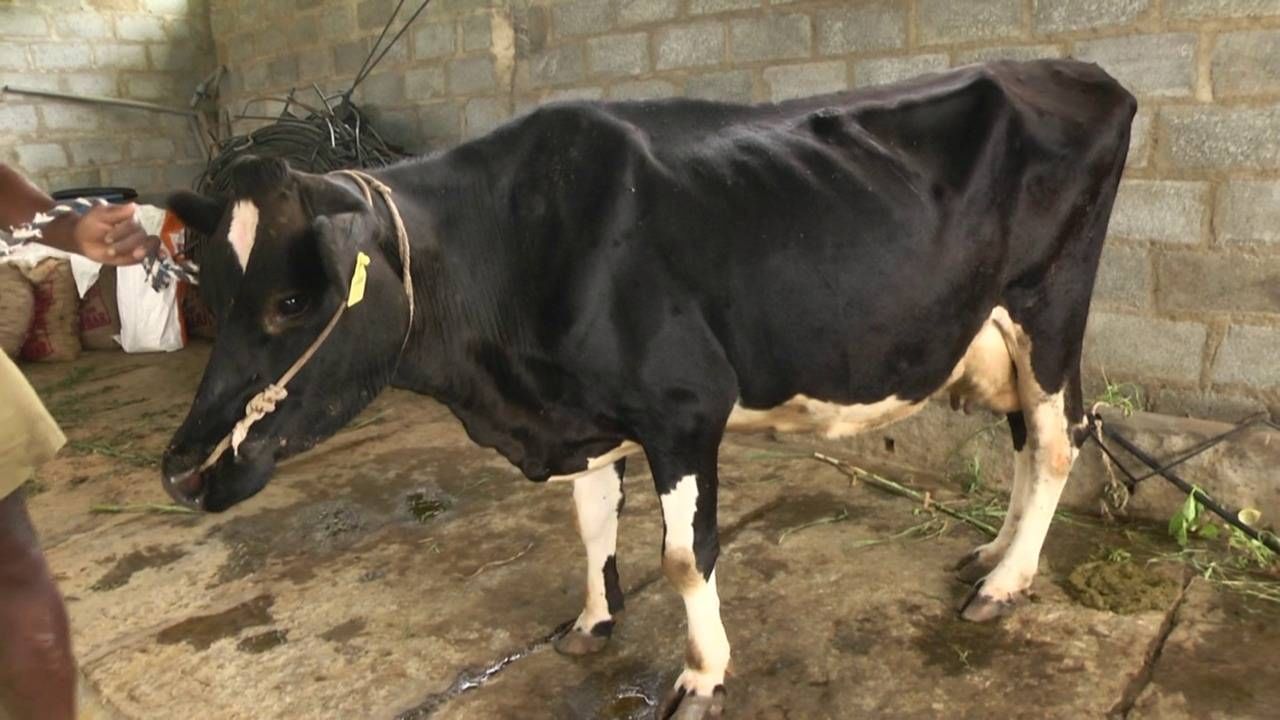Lumpy Skin Disease: ಕೋಲಾರದಲ್ಲಿ ಹಸುಗಳಿಗೆ ಚರ್ಮಗಂಟು ರೋಗ, ಆತಂಕದಲ್ಲಿ ... Lumpy Skin Disease: ಕೋಲಾರದಲ್ಲಿ ಹಸುಗಳಿಗೆ ಚರ್ಮಗಂಟು ರೋಗ, ಆತಂಕದಲ್ಲಿ ...