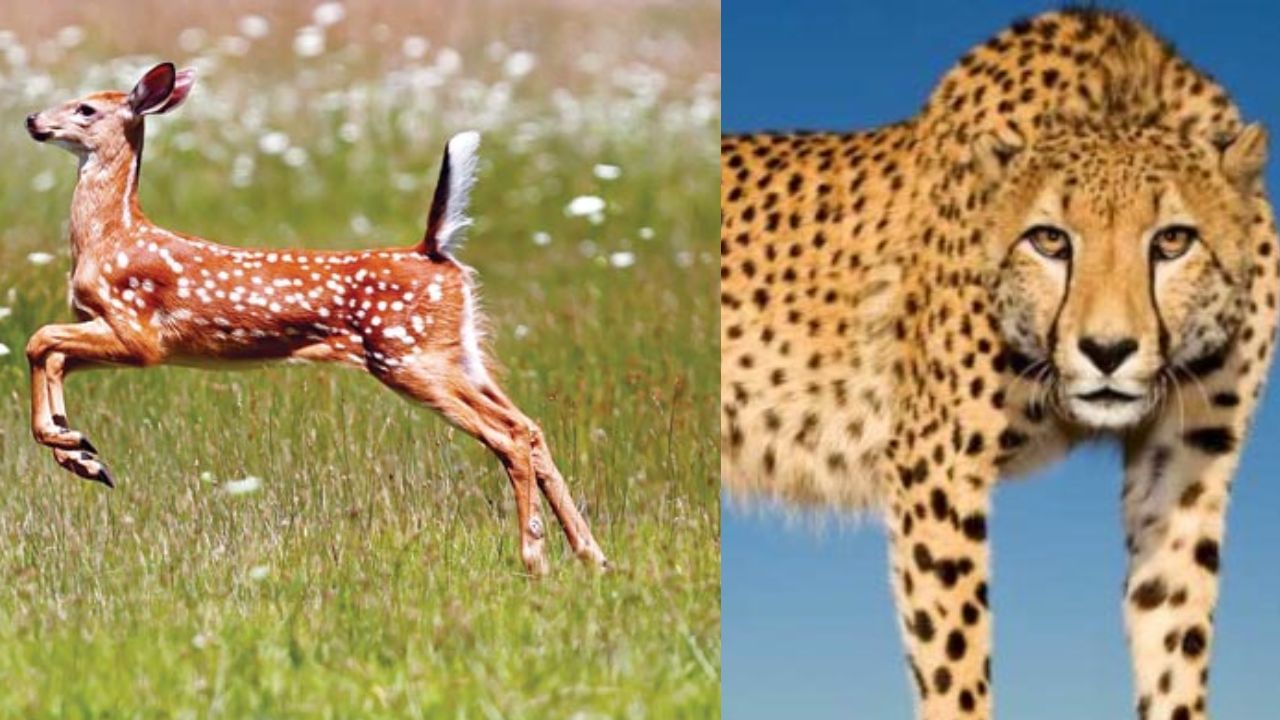 ಅಳಿವಿನಲ್ಲಿರುವ ಚಿತಾಲ್ ಜಿಂಕೆಗಳು ಚೀತಾಕ್ಕೆ ಆಹಾರ? ಬಿಷ್ಣೋಯ್ ಸಮುದಾಯದಿಂದ ಮೋದಿಗೆ ...