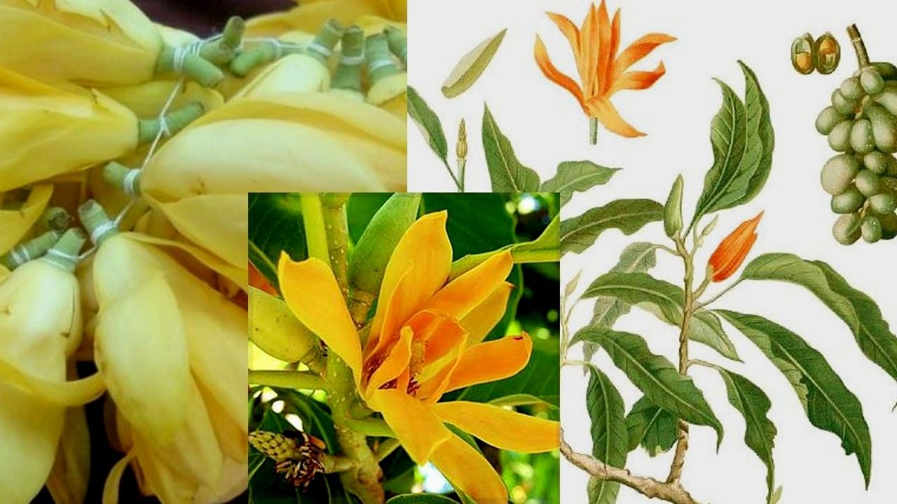 ಸುವಾಸನೆಯುಕ್ತ ಸಂಪಿಗೆಯ ಗಿಡದಲ್ಲಿದೆ 10 ಹಲವು ಪ್ರಯೋಜನಗಳು! ಸಂಪಿಗೆ ಕುಸುಮವನ್ನು ...