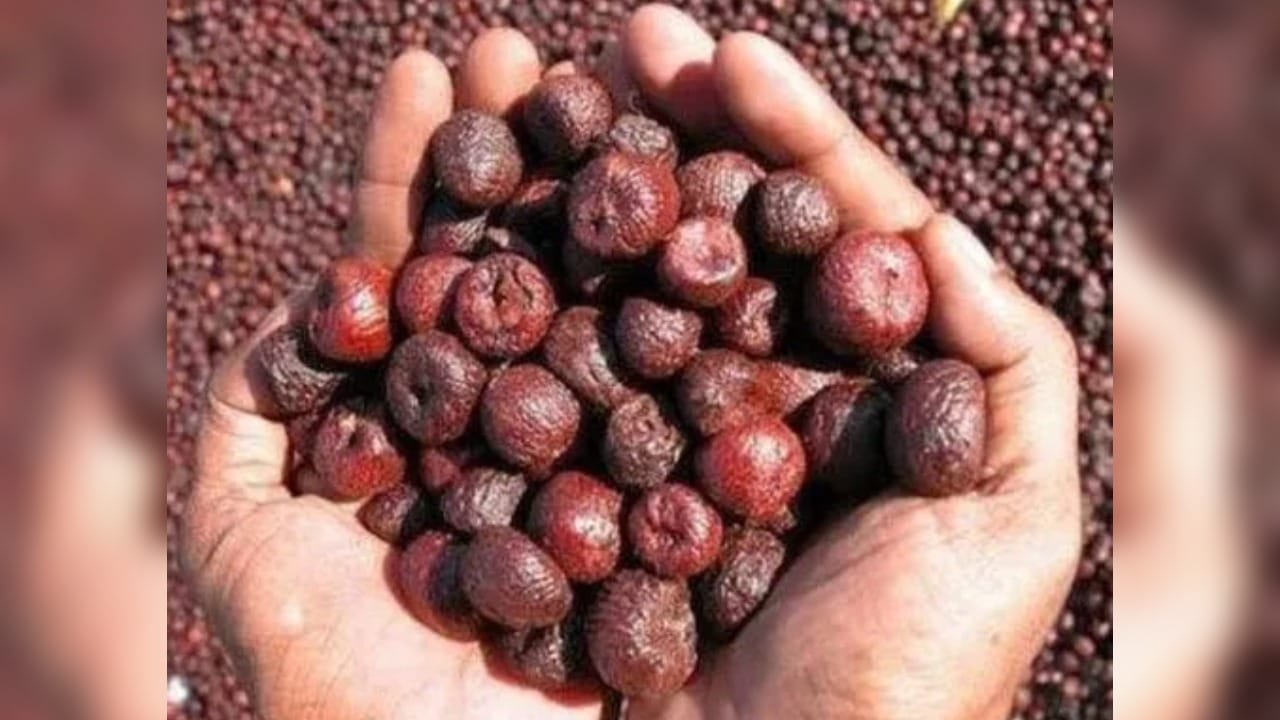 ರೈತರಿಗೆ ಸಂತಸ ಮೂಡಿಸುವ ವರದಿ: ಅಡಿಕೆ ಕ್ಯಾನ್ಸರ್ ಕಾರಕವಲ್ಲ ವಿಜ್ಞಾನಿಗಳ ...