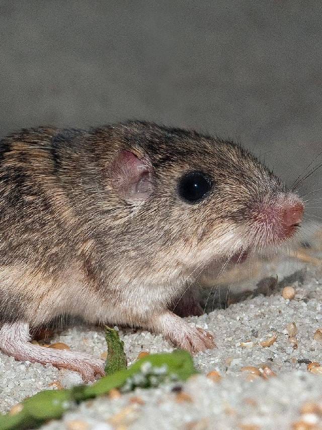 ಗಿನ್ನೆಸ್ ವಿಶ್ವ ದಾಖಲೆ ಪಡೆದ 9 ವರ್ಷದ ಸಾಕು ಇಲಿ – Kannada News | Guinness ...