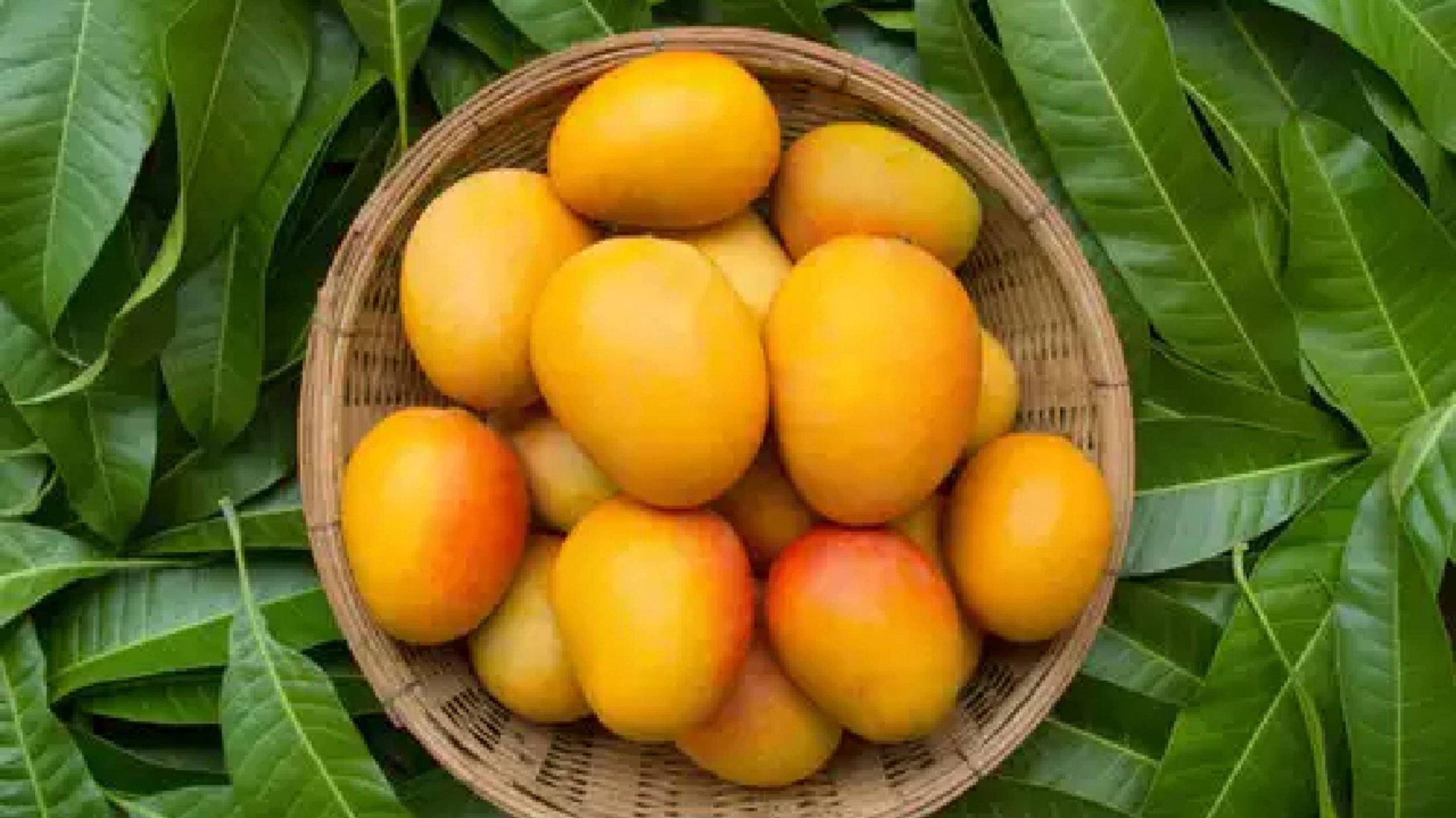 ಭಾರತದ ಪ್ರಮುಖ ಮಾವಿನ ಹಣ್ಣಿನ ತಳಿಗಳ ಮಾಹಿತಿ ಇಲ್ಲಿವೆ - Kannada News | Here is ...