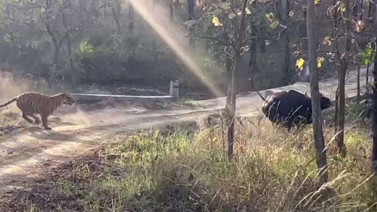 ಮೈಸೂರು: ಅಬ್ಬಬ್ಬಾ., ಕಾಡೆಮ್ಮೆಯನ್ನು ಅಟ್ಟಿಸಿಕೊಂಡು ಬಂದ ಹುಲಿರಾಯ, ಎದೆ ಝಲ್ ...