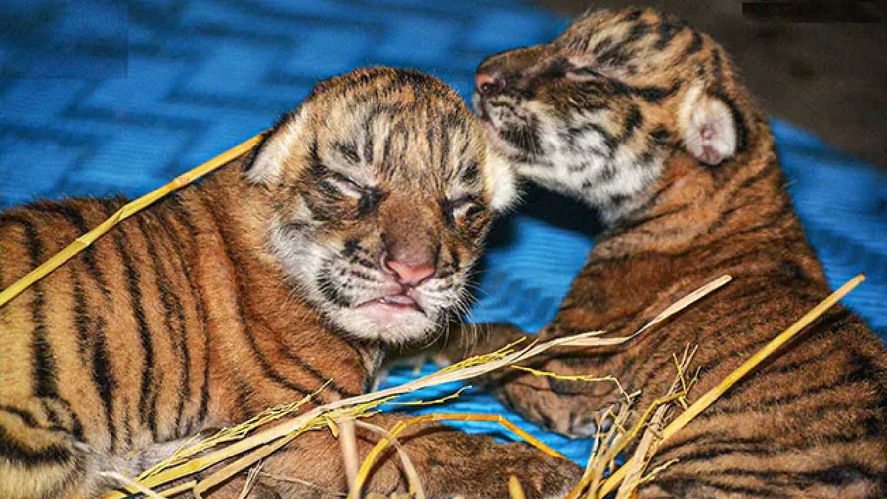 Delhi: 18 ವರ್ಷಗಳ ಬಳಿಕ ದೆಹಲಿಯ ಮೃಗಾಲಯದಲ್ಲಿ ಹುಲಿ ಮರಿಗಳ ಜನನ! - Kannada News ...