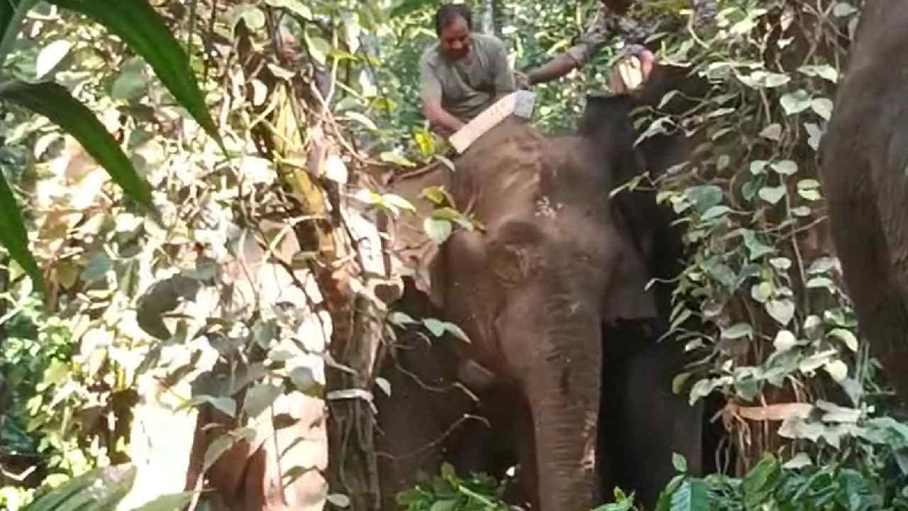 Radio collar installation operation for wild elephants successful in ...