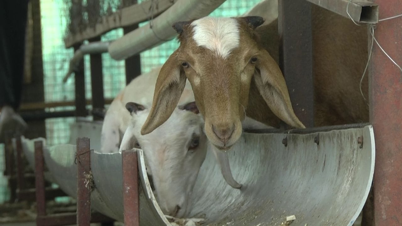 Sheep Breeding: ಕೊರೋನಾ ಮಾರಿ ಕಾಲದಲ್ಲಿ ಕೆಲಸ ಕಳೆದುಕೊಂಡ ಖಾಸಗಿ ಕಂಪನಿಯ ...