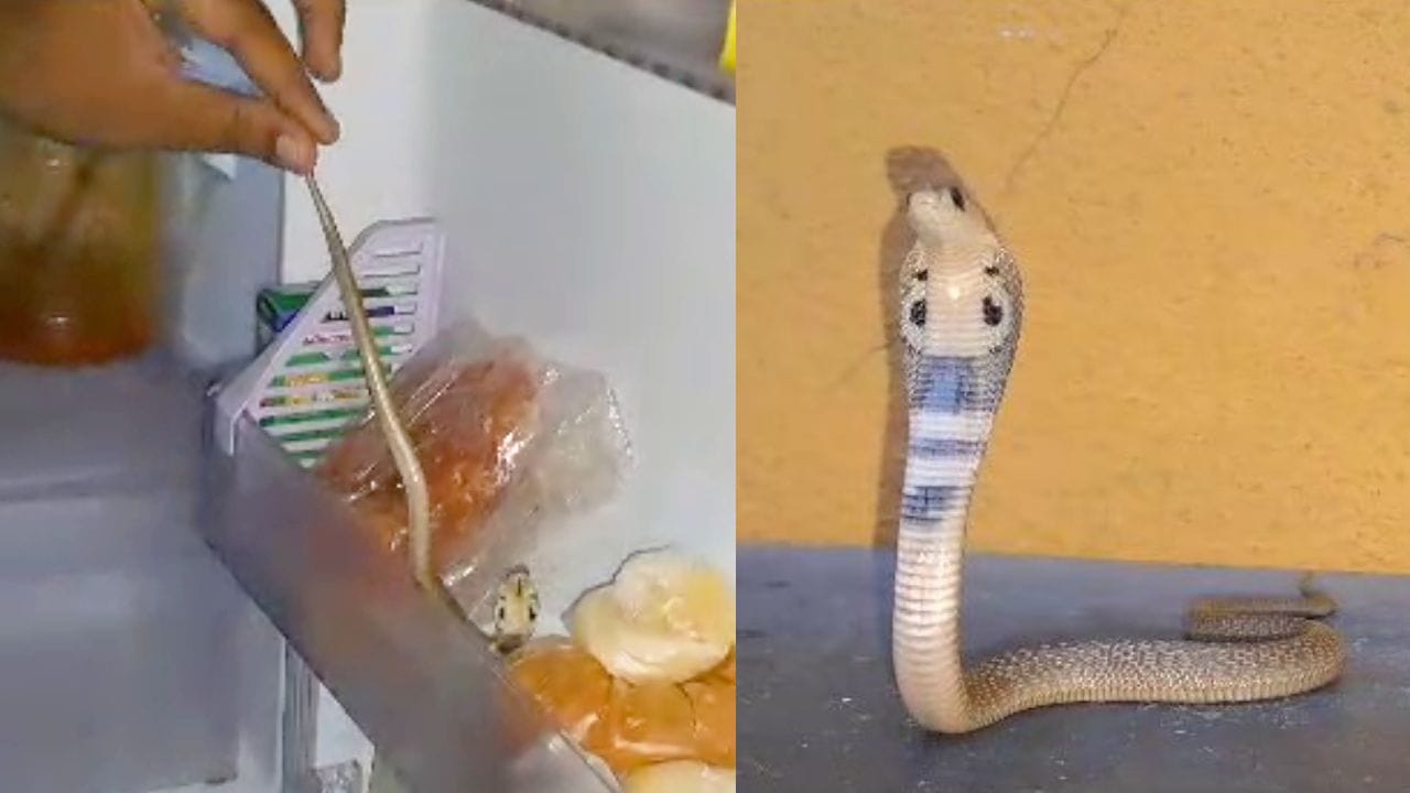 Snake: ಮನೆಯ ಫ್ರಿಡ್ಜ್‌ನಲ್ಲಿ ನಾಗರಹಾವಿನ ಮರಿ ಪತ್ತೆ - Kannada News | Baby ...