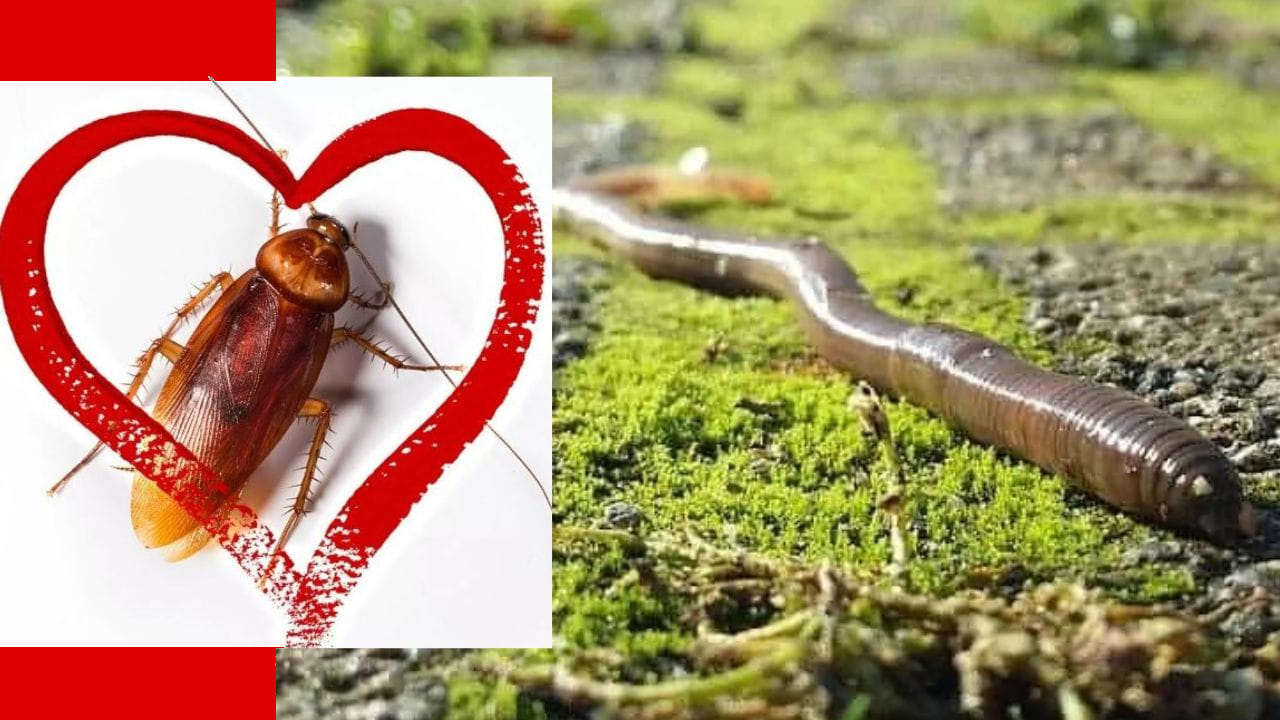 Multiple hearts: ವಿಚಿತ್ರ-ವಿಲಕ್ಷಣ-ವಿಶೇಷ! ಈ ಜೀವಿಗಳಿಗೆ ಒಂದಕ್ಕಿಂತ ಹೆಚ್ಚು ...