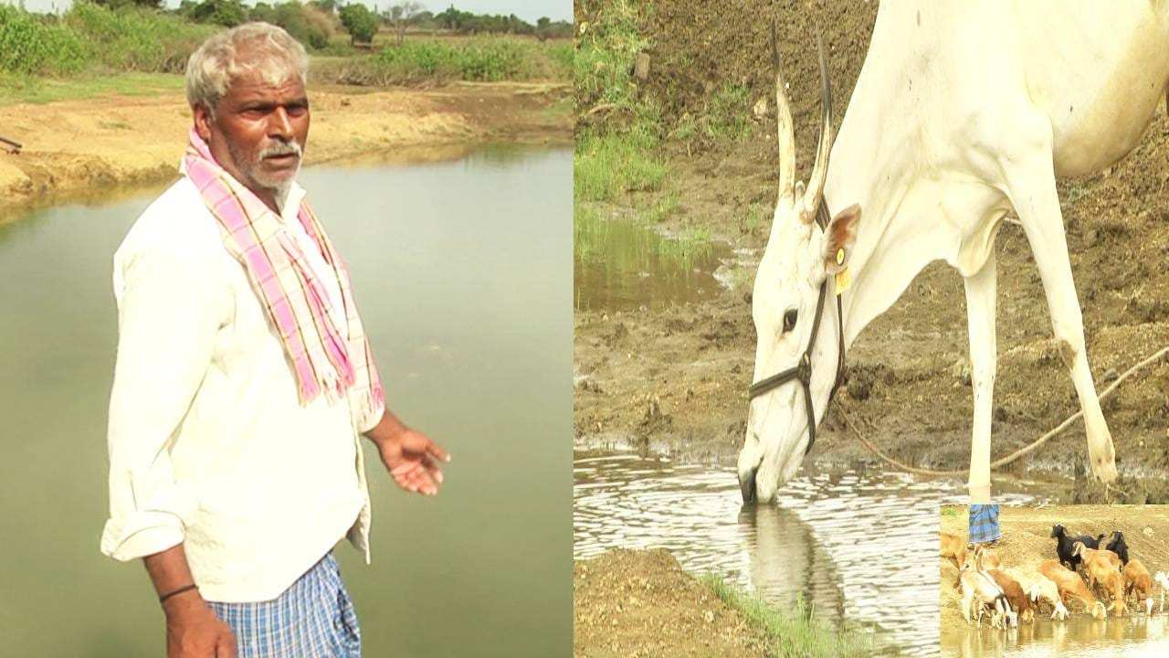 Haveri News: ಬೋರ್ ವೆಲ್ ನೀರು ಕೆರೆಗೆ ಹರಿಸಿ ಪ್ರಾಣಿ, ಪಕ್ಷಿಗಳಿಗೆ ಅಮೃತ ಉಣಿಸಿದ ...