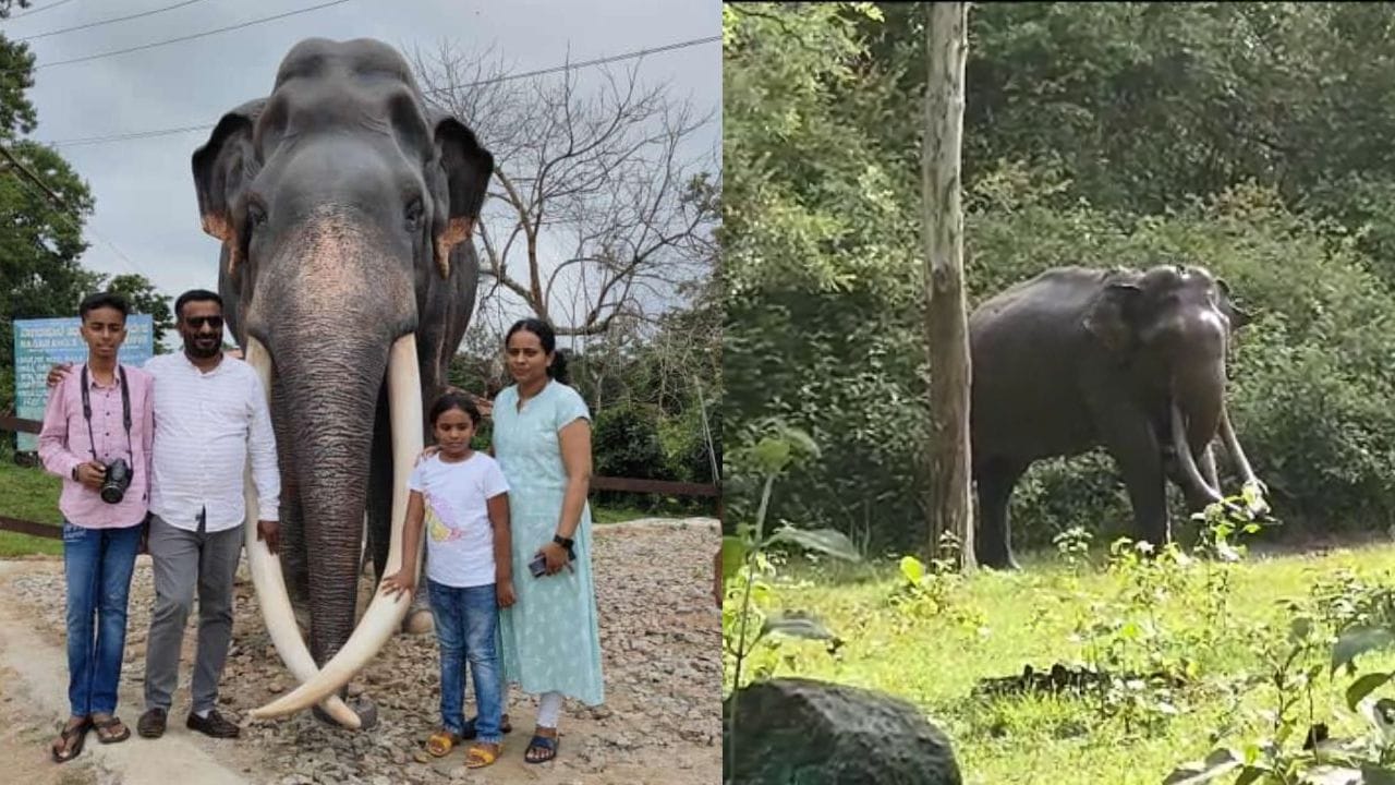 ಕಬಿನಿ ಹಿನ್ನೀರಿನಲ್ಲಿ ಜೂನಿಯರ್ ಭೋಗೇಶ್ವರನದ್ದೇ ಹವಾ, ಇವನ ದಂತಕ್ಕೆ ಪ್ರವಾಸಿಗರು ...