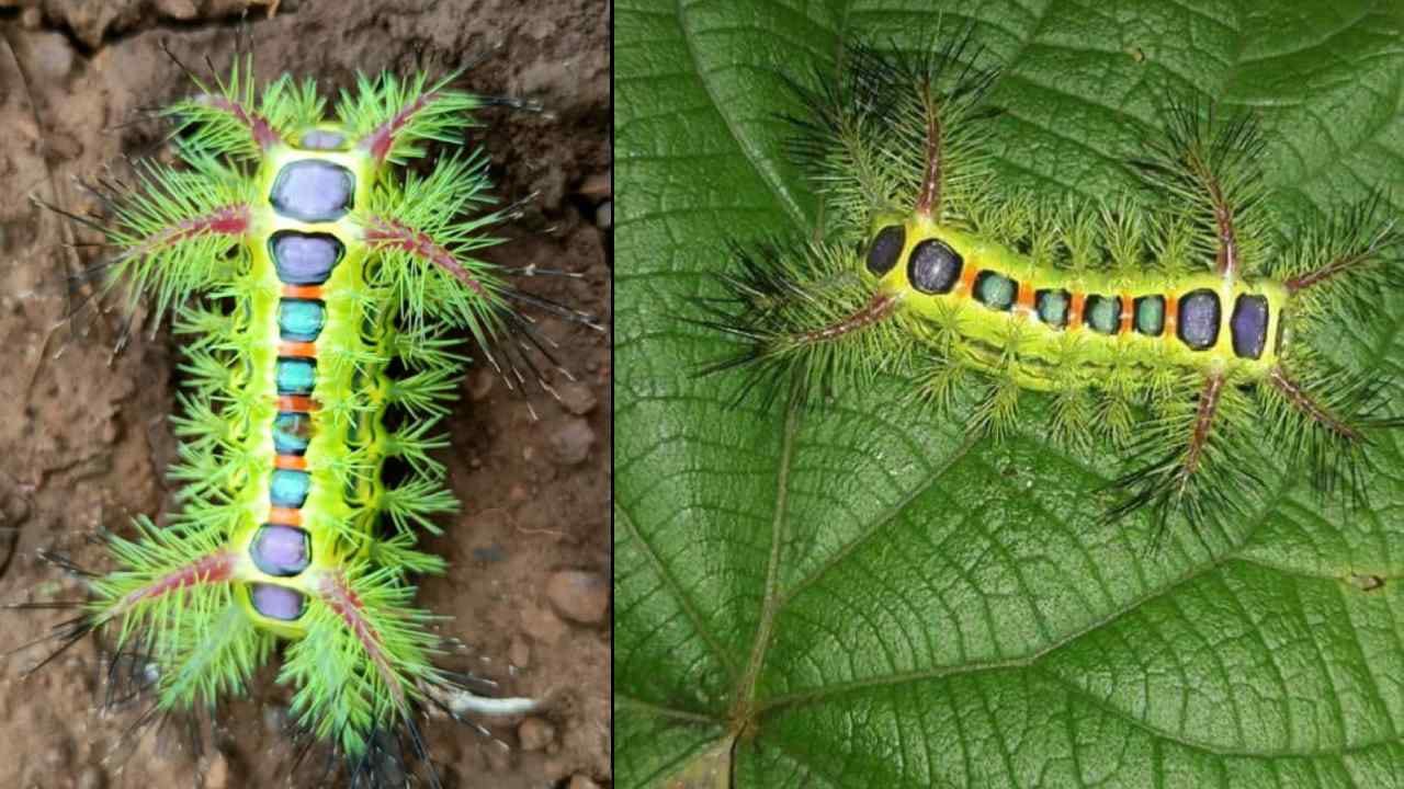 rumour spread in Kalaburagi that human beings will die if bitten by ...