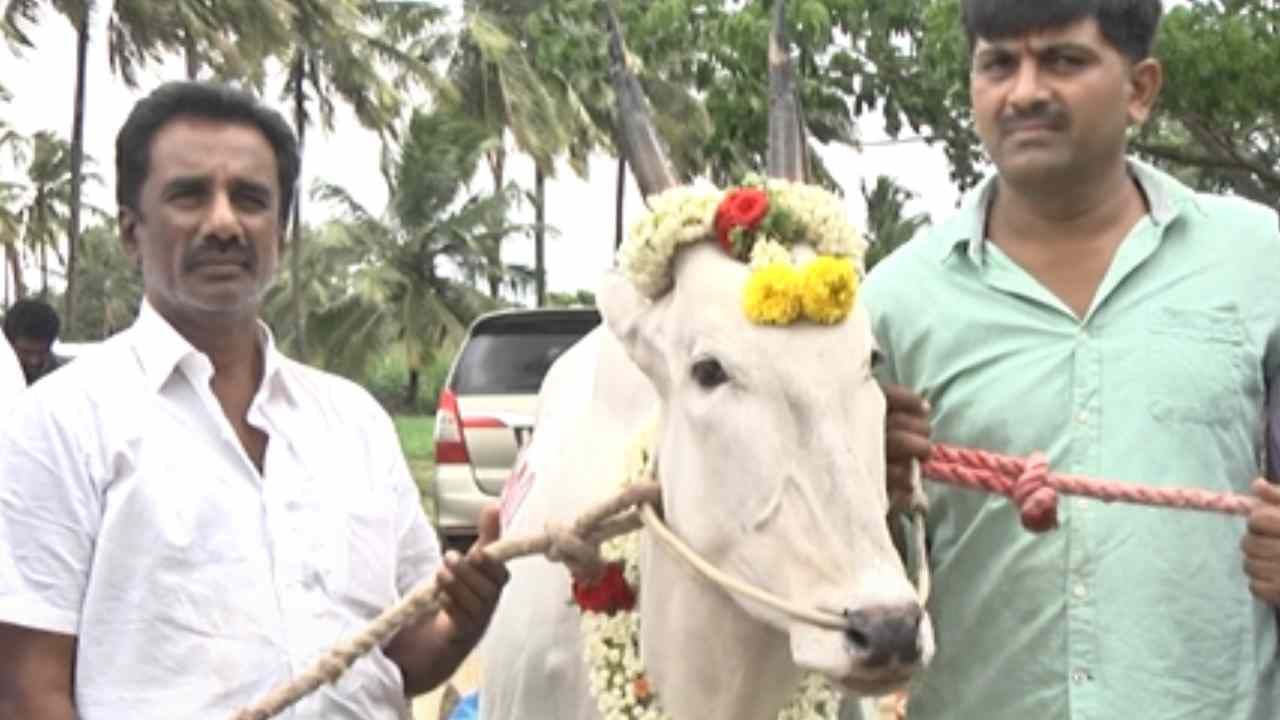 Mandya News: ಬರೋಬ್ಬರಿ ರೂ. 9 ಲಕ್ಷಕ್ಕೆ ಸೇಲ್ ಆದ ಹಳ್ಳಿಕಾರ್ ಎತ್ತು: ಮಂಡ್ಯದಿಂದ ... Mandya News: ಬರೋಬ್ಬರಿ ರೂ. 9 ಲಕ್ಷಕ್ಕೆ ಸೇಲ್ ಆದ ಹಳ್ಳಿಕಾರ್ ಎತ್ತು: ಮಂಡ್ಯದಿಂದ ...