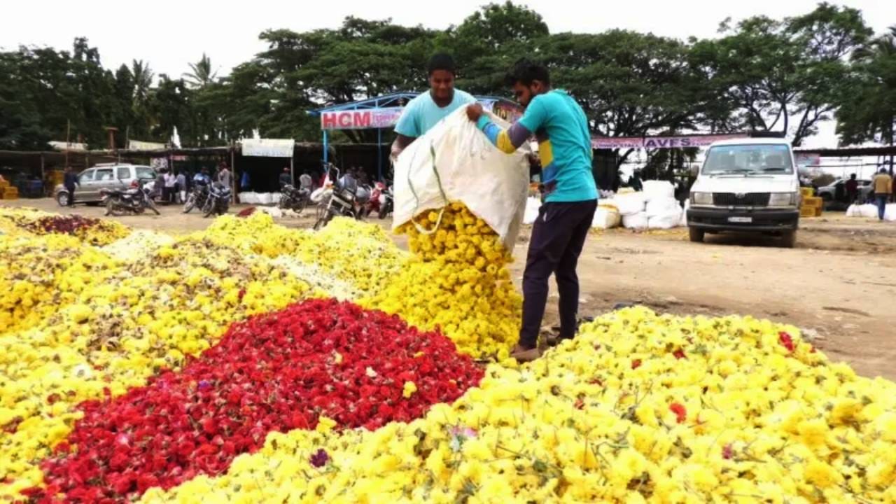 ಚಿಕ್ಕಬಳ್ಳಾಪುರ: ರಾಜಕೀಯ ಮೇಲಾಟದಲ್ಲಿ ನೆನೆಗುದಿಗೆ ಬಿದ್ದ ಅಂತರಾಷ್ಟ್ರೀಯ ಹೂವು ...