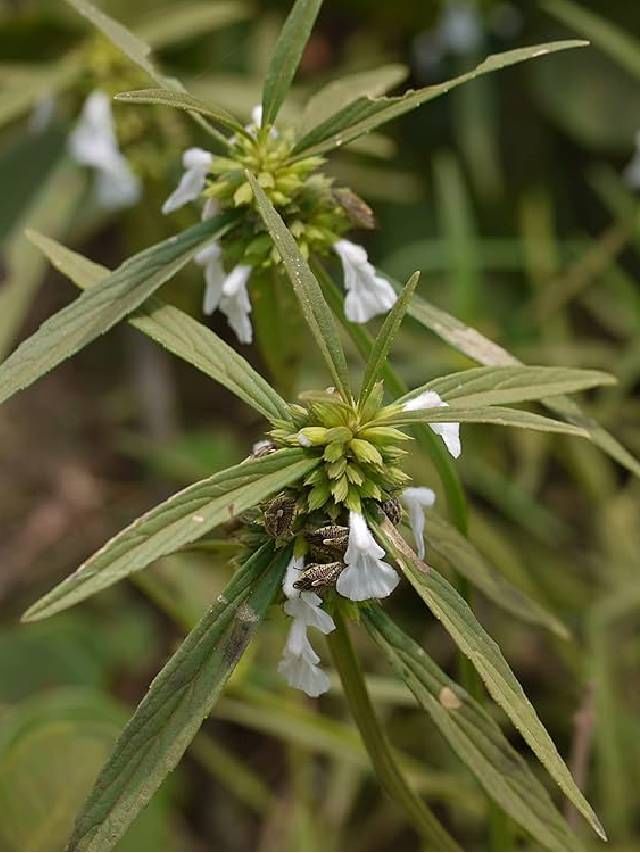 Leucas Aspera: ತುಂಬೆ ಗಿಡದಲ್ಲಿ ತುಂಬಿದೆ ಔಷಧೀಯ ಗುಣ – TV9 Kannada | Leucas ...