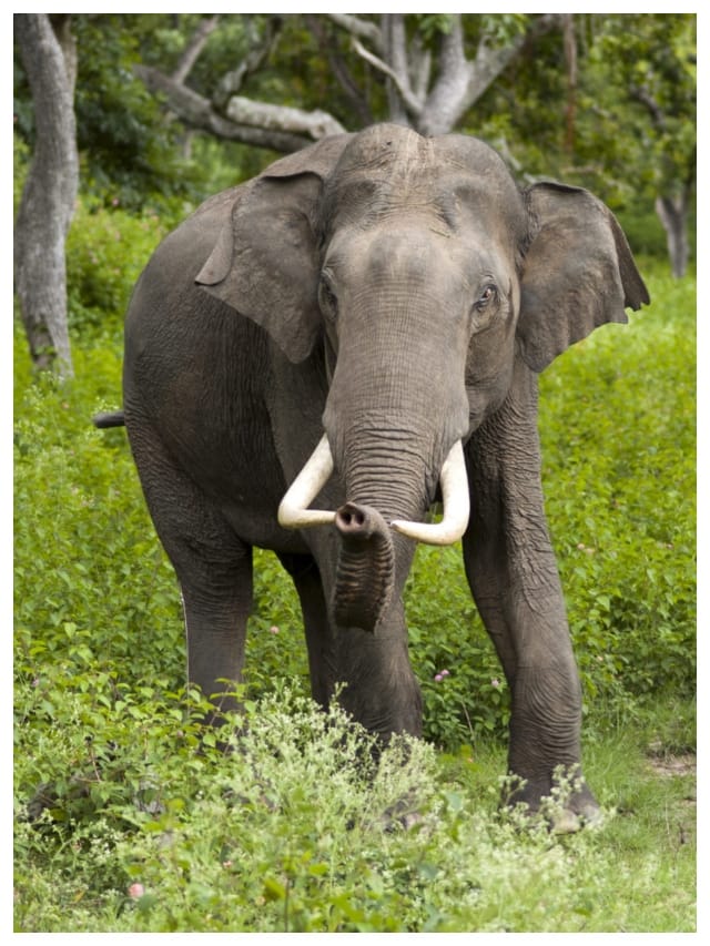 ಹಾಸನ: ವಳಲು‌ ಗ್ರಾಮದಲ್ಲಿ ಒಂಟಿ ಕೋರೆ ಆನೆ ಸೆರೆ – Kannada News | Wild ...