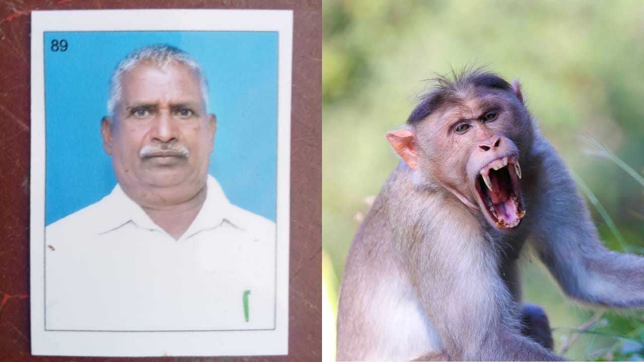 ದಾವಣಗೆರೆ: ಅರಕೆರೆಯಲ್ಲಿ ಮಂಗಗಳ ದಾಳಿಗೆ ಪಿಎಲ್ ಡಿ ಬ್ಯಾಂಕ್ ಉಪಾಧ್ಯಕ್ಷ ಸಾವು ...