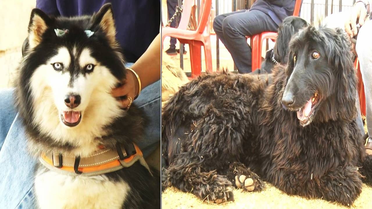 ಬಿಸಿಲ ನಾಡು ಬೀದರ್ ನಲ್ಲಿ ಶ್ವಾನ ಪ್ರದರ್ಶನ ಆಯೋಜನೆ; ವಿವಿಧ ತಳಿಯ 70ಕ್ಕೂ ಹೆಚ್ಚು ...