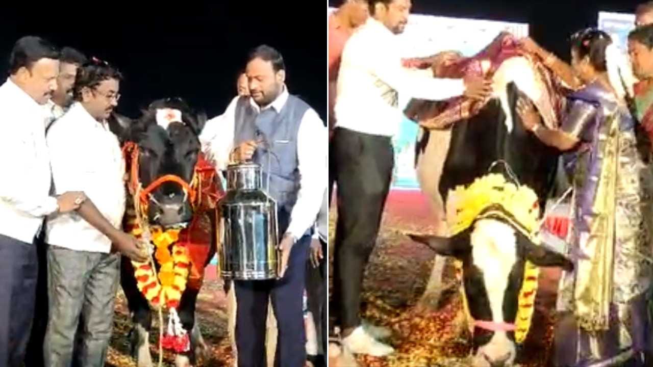 ಮಕರ ಸಂಕ್ರಾಂತಿ ಸಂಭ್ರಮ: ಜಾನುವಾರುಗಳ ಜೊತೆಗೆ ಮಾಲೀಕರಿಂದ ರ‍್ಯಾಂಪ್ ವಾಕ್ ...
