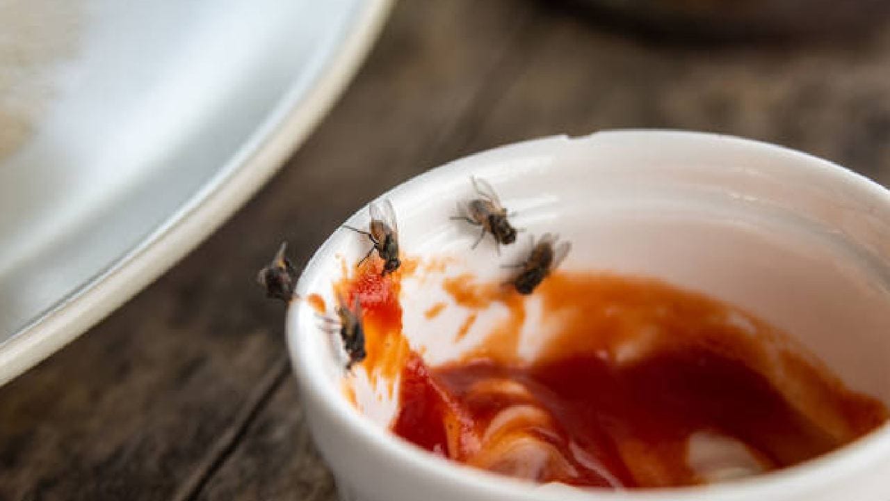 ನೊಣ ಬಿದ್ದ ಆಹಾರ ಸೇವಿಸುತ್ತೀರಾ?; ನಿಮಗೆ ಗೊತ್ತಿಲ್ಲದ ಸಂಗತಿ ಇಲ್ಲಿದೆ - Kannada ...