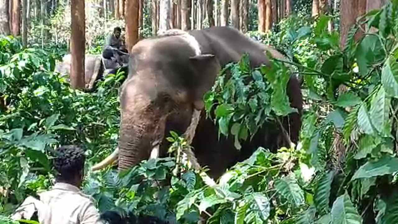 ಹಾಸನ: ಕಾಡಾನೆ ಸೆರೆ ಹಿಡಿದ ಅಭಿಮನ್ಯು ನೇತೃತ್ವದ ಸಾಕಾನೆಗಳ ತಂಡ - Kannada News ...