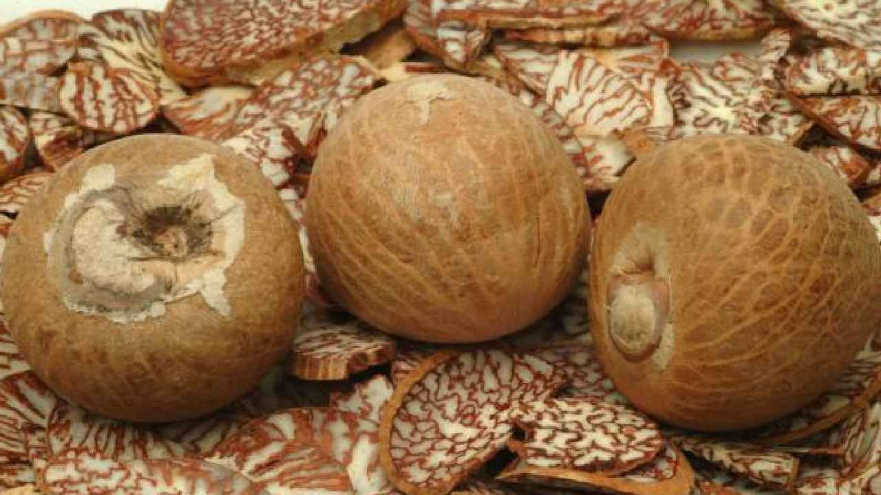 Adike Rate: ಅಡಿಕೆ ಧಾರಣೆ | ಫೆಬ್ರವರಿ 20 | ಕೋಕೋ ದರ ಹೀಗಿದೆ - Kannada News ...