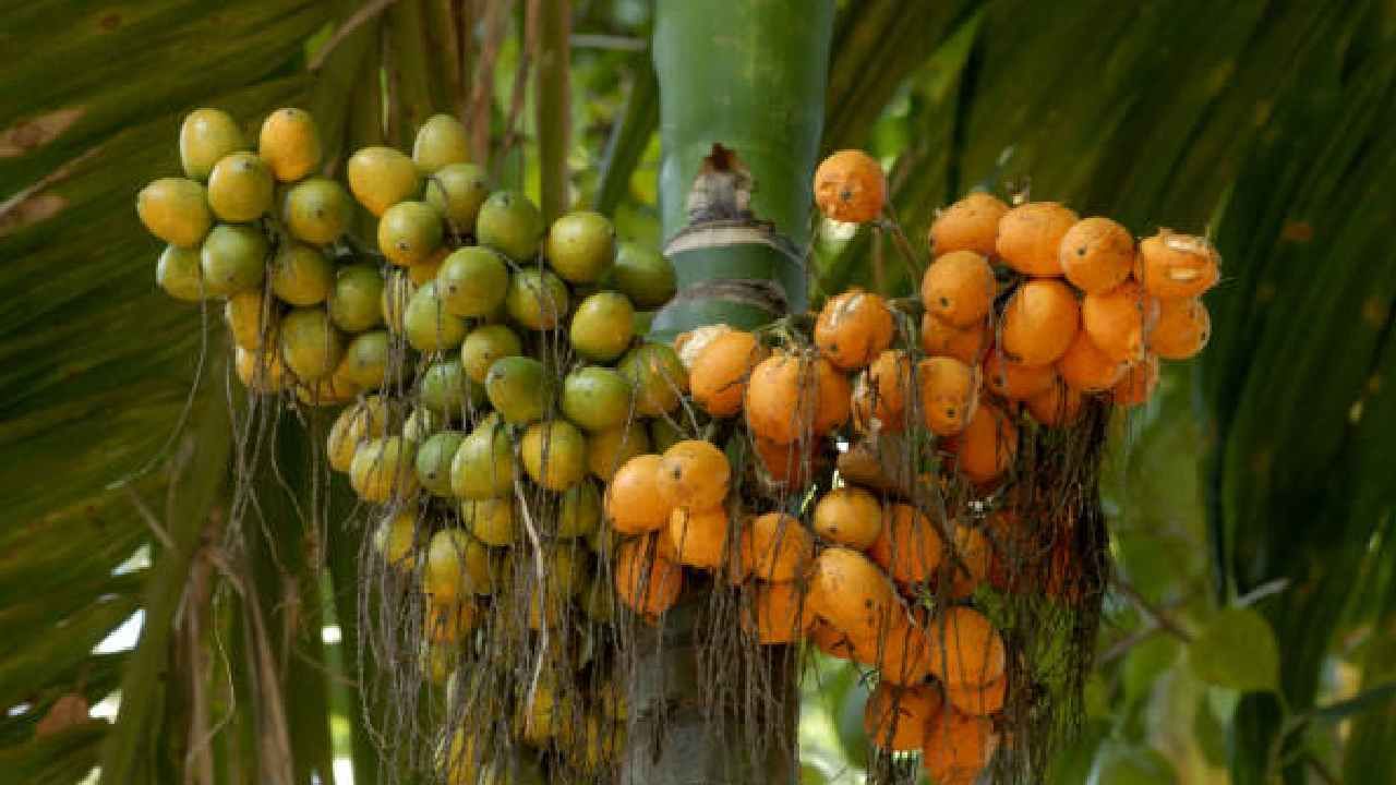 Adike Rate: ಫೆಬ್ರವರಿ 6 | ಇಂದಿನ ಅಡಿಕೆ ಧಾರಣೆ | ಕೋಕೋ ದರ ಹೀಗಿದೆ - Kannada ...