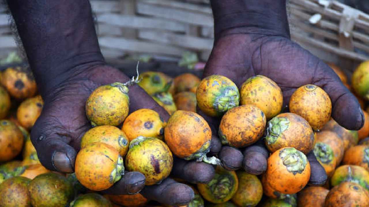 Adike Rate: ಮಾರುಕಟ್ಟೆ ಧಾರಣೆ | ಇಂದಿನ ಅಡಿಕೆ ಬೆಲೆ | ಕೋಕೋ ದರ ಹೀಗಿದೆ ...