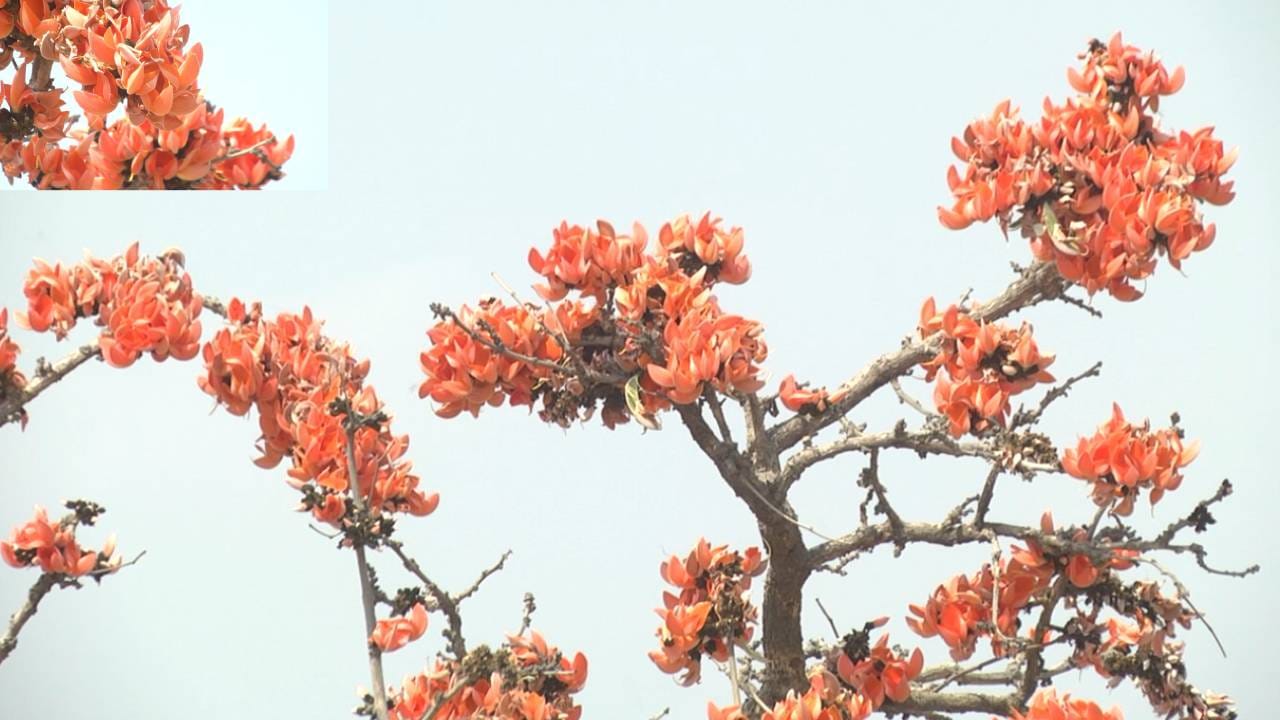 ಪ್ರಕೃತಿ ಸೌಂದರ್ಯ ದುಪ್ಪಟ್ಟು ಮಾಡಿದ ಮುತ್ತುಗದ ಮರದ ಹೂವು; ಇಲ್ಲಿದೆ ಝಲಕ್ ...