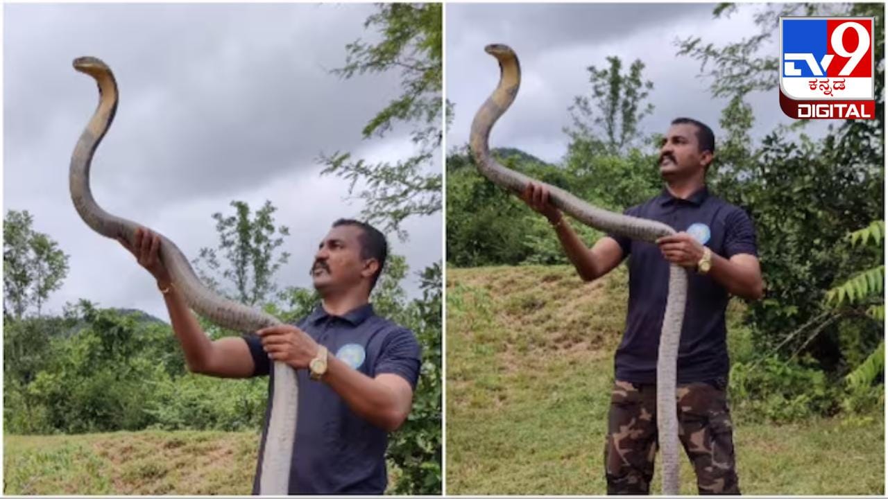Viral Video: ದೈತ್ಯಾಕಾರದ ಕಾಳಿಂಗ ಸರ್ಪವನ್ನು ಸಲೀಸಾಗಿ ಕೈಯಲ್ಲೇ ಹಿಡಿದ ಉರಗ ತಜ್ಞ ...