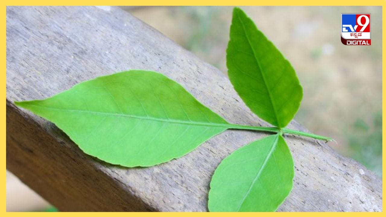 Bilva Patre : ಶಿವನಿಗೆ ಪ್ರಿಯವಾದ ಈ ಬಿಲ್ವ ಪತ್ರೆಯಿಂದ ಆರೋಗ್ಯ ತಾಪತ್ರಯಗಳು ...