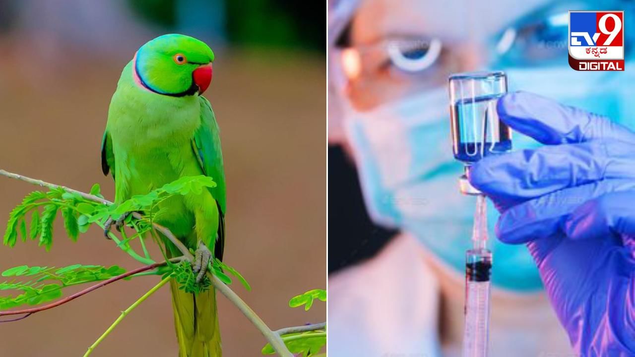 Parrot Fever: ಗಿಳಿ ಜ್ವರ ಎಂದರೇನು? ರೋಗಲಕ್ಷಣ ಹಾಗೂ ಚಿಕಿತ್ಸೆಯ ಮಾಹಿತಿ ಇಲ್ಲಿದೆ ...