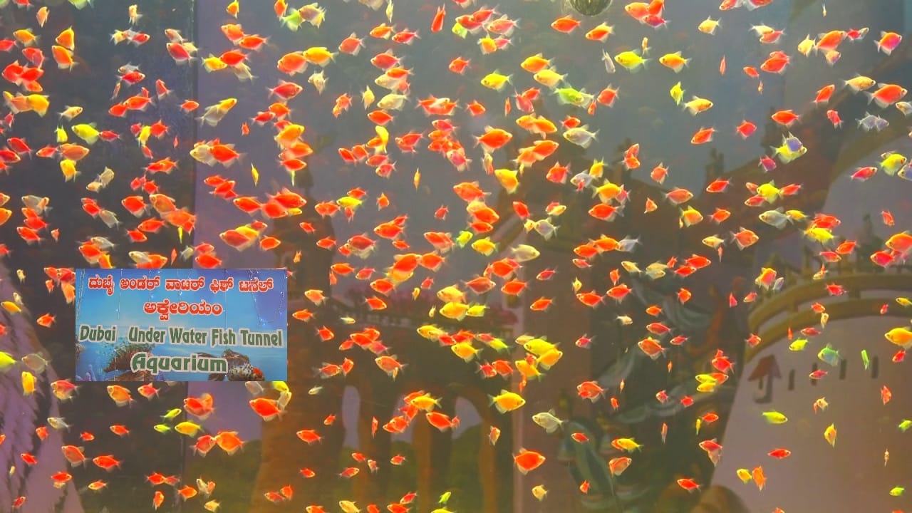 Dubai Aquarium in Sirsi: ಶಿರಸಿಯಲ್ಲಿ ದುಬೈ ಅಕ್ವೇರಿಯಂ! ಏನಿದರ ವಿಶೇಷತೆ ...