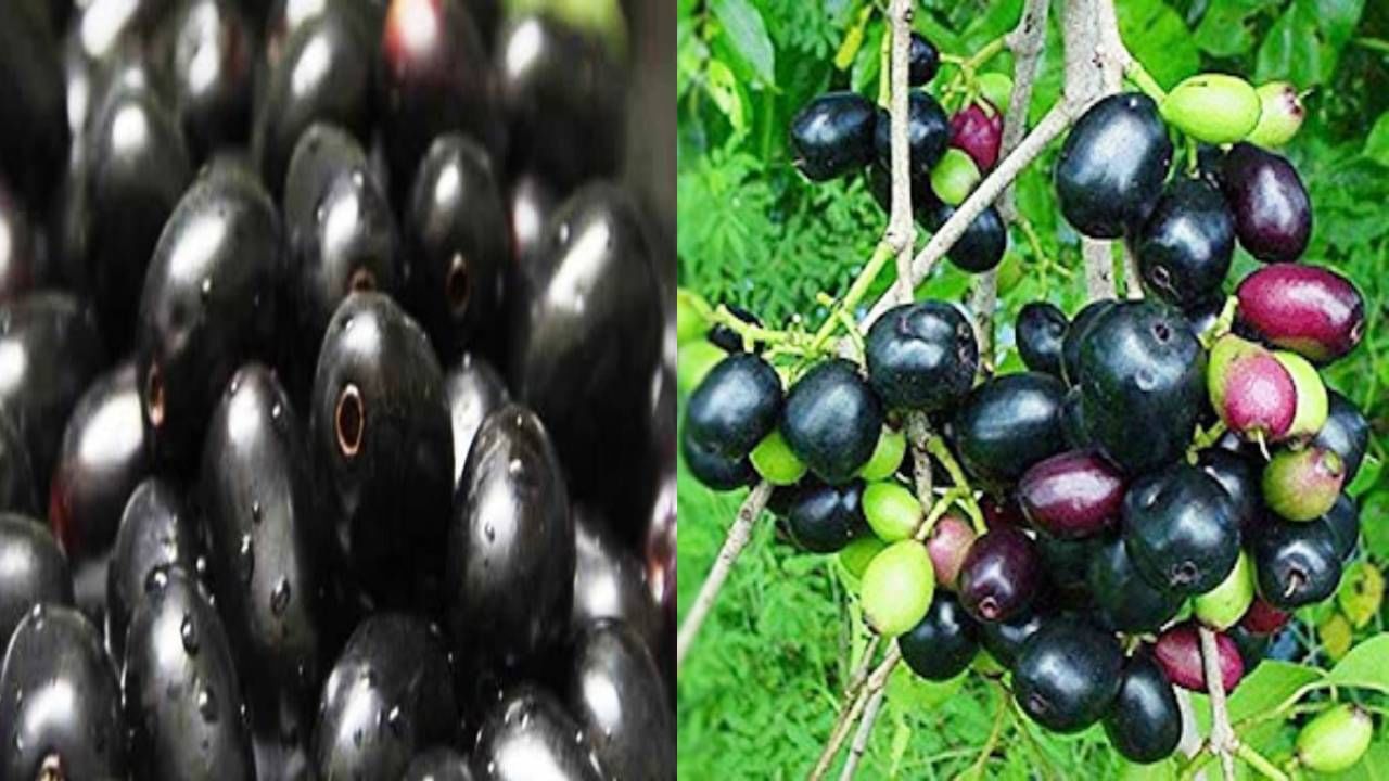 ಬೀದರ್ ನ ಬರಡು ಭೂಮಿಯಲ್ಲಿ ನೇರಳೆ ಹಣ್ಣು ಬೆಳೆದು ಯಶಸ್ಸು ಕಂಡ ಪಂಜಾಬ್ ರೈತ ...