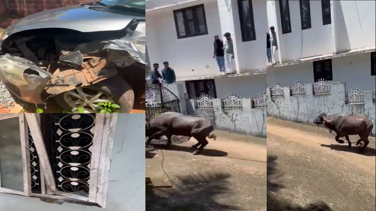 ಕಸಾಯಿಖಾನೆಗೆ ಒಯ್ಯುತ್ತಿದ್ದ ಕೋಣದ ಆರ್ಭಟಕ್ಕೆ ಮನೆ, ಗೇಟು, ಕಾರು ನಜ್ಜುಗುಜ್ಜು ...