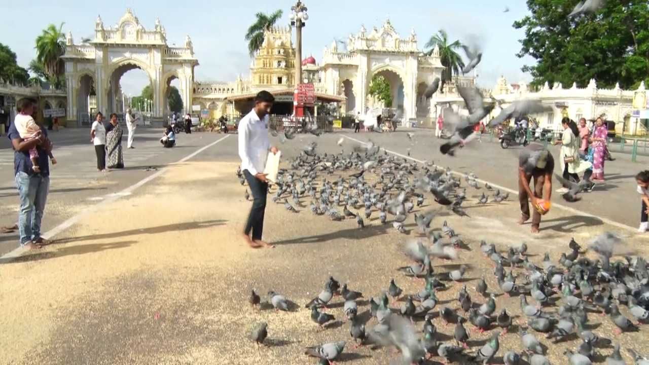 ಪಾರಿವಾಳಗಳ ಹಿಕ್ಕೆಯಿಂದ ಮೈಸೂರು ಅರಮನೆಗೆ ಕಂಟಕ: ಕ್ರಮಕ್ಕೆ ಮುಂದಾದ ಜಿಲ್ಲಾಡಳಿತ - Kannada News | Pigeon ...