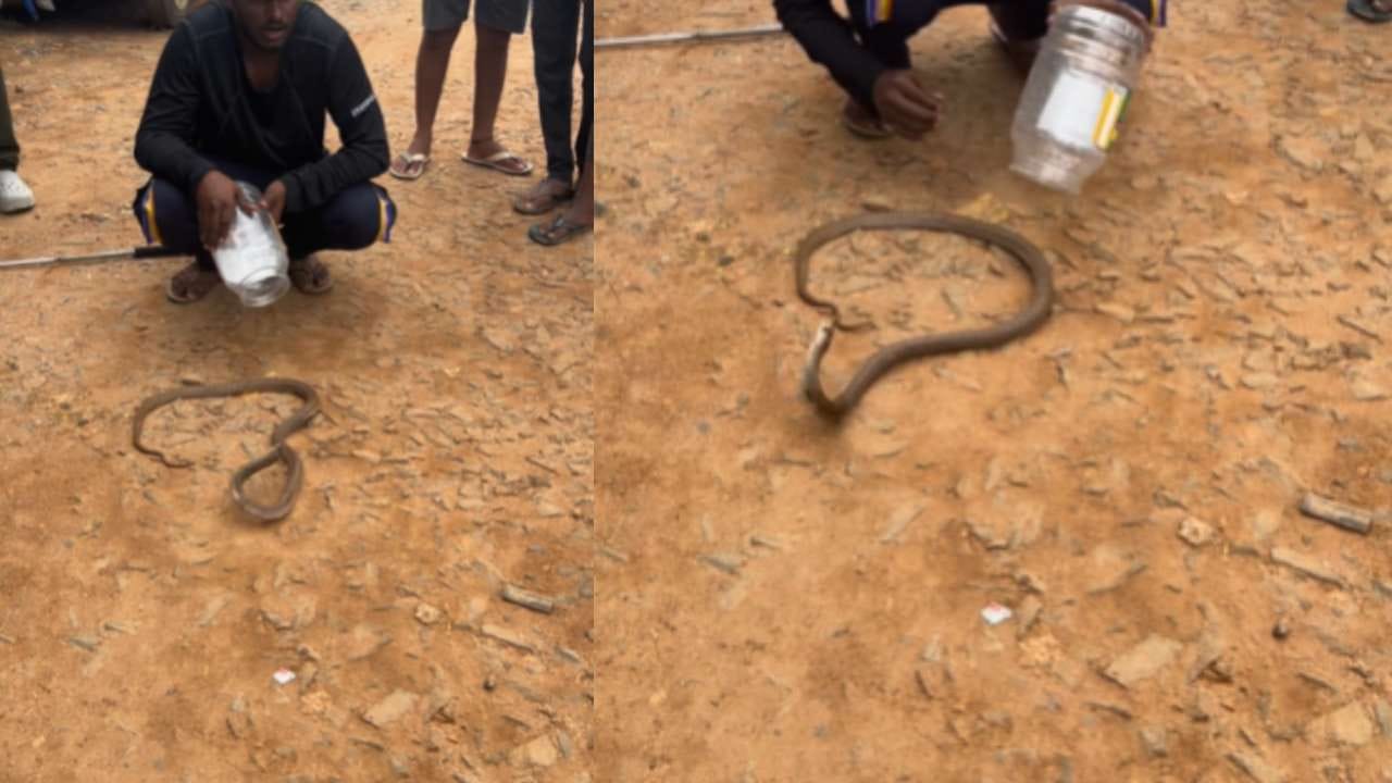 Viral Video: ಅರೇ.. ಹಾವಿಗೂ ಹಾರ್ಟ್‌ ಅಟ್ಯಾಕ್‌ ಆಗುತ್ತಾ? ಇಲ್ಲಿದೆ ನೋಡಿ ವಿಡಿಯೋ ...
