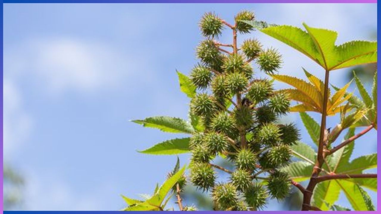 Castor Leaves And Oil: ಕೈ-ಕಾಲು, ಮಂಡಿ ನೋವಿನಿಂದ ಮುಕ್ತಿ ಪಡೆಯಲು ಈ ಎಣ್ಣೆ ...