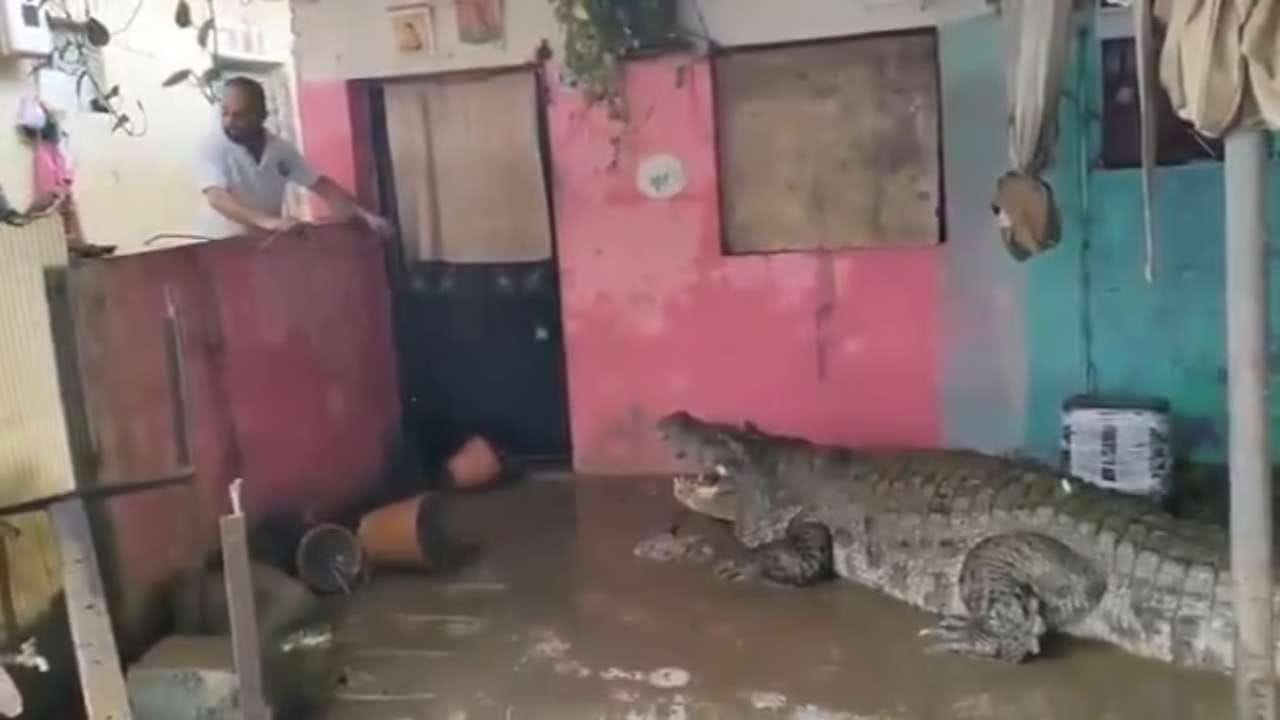 Video: ಮನೆಯೊಳಗೆ ನುಗ್ಗಿದ ಬೃಹತ್ ಗಾತ್ರದ ಮೊಸಳೆ; ವಿಡಿಯೋ ಇಲ್ಲಿದೆ ನೋಡಿ ...