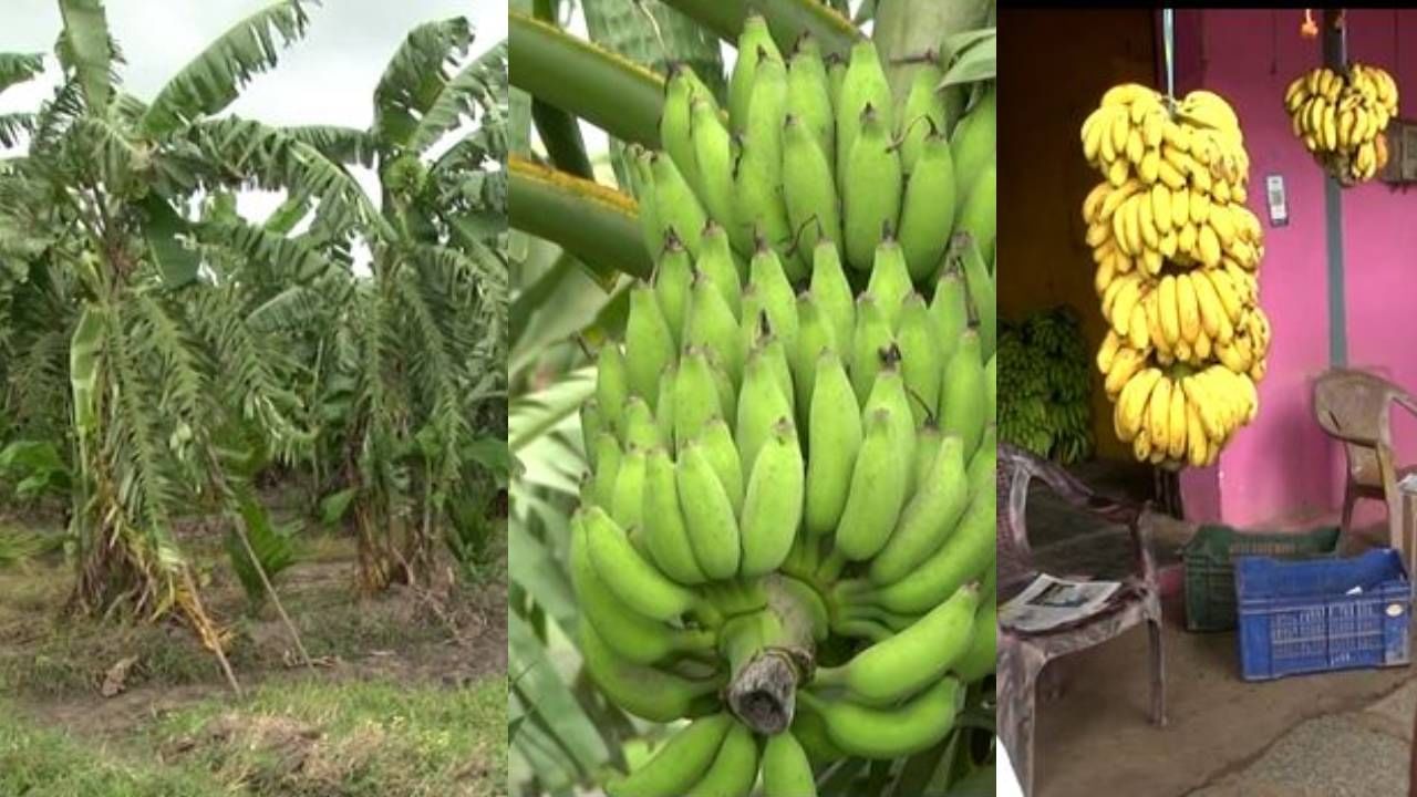 ಬಾಳೆ ಇಳುವರಿಗೆ ಹೊಡೆತ ಬಿದ್ರು ಬಂಪರ್ ದರ ಏಲಕ್ಕಿ ಬಾಳೆ ಕೆಜಿಗೆ ಎಷ್ಟು ಗೊತ್ತಾ