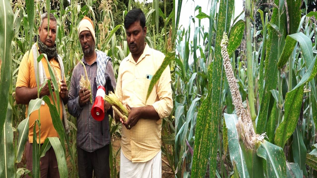 ದಾವಣಗೆರೆ: ಪಾಪ್‌ಕಾರ್ನ್ ಮೆಕ್ಕೆಜೋಳಕ್ಕೆ ಗಿಳಿಗಳ ಕಾಟ; ಕಂಗಾಲಾದ ರೈತ - Kannada News | In Davanagere A ...