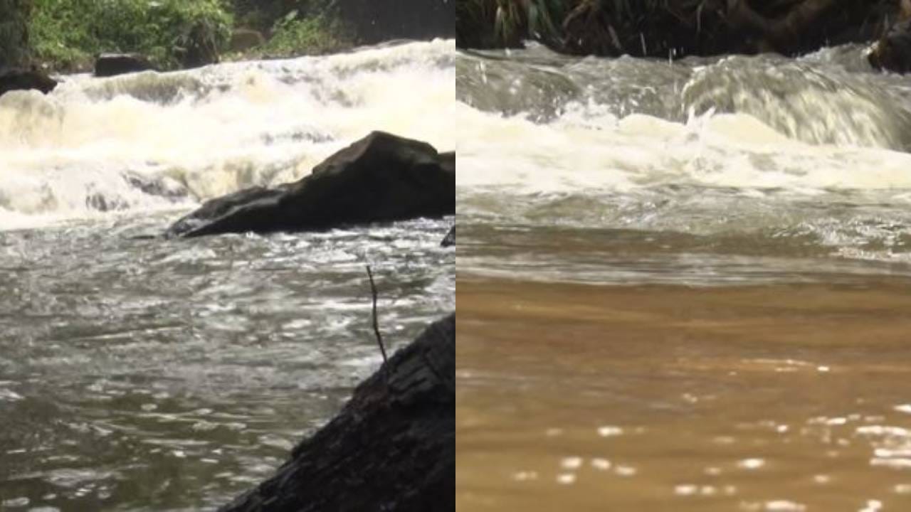 ಹಸಿರ ಸಿರಿಯ ನಡುವೆ ಶ್ವೇತ ಸುಂದರಿಯ ಕಲರವ: ಪ್ರವಾಸಿಗರನ್ನು ಕೈಬೀಸಿ ಕರೆಯುತ್ತಿದೆ ...