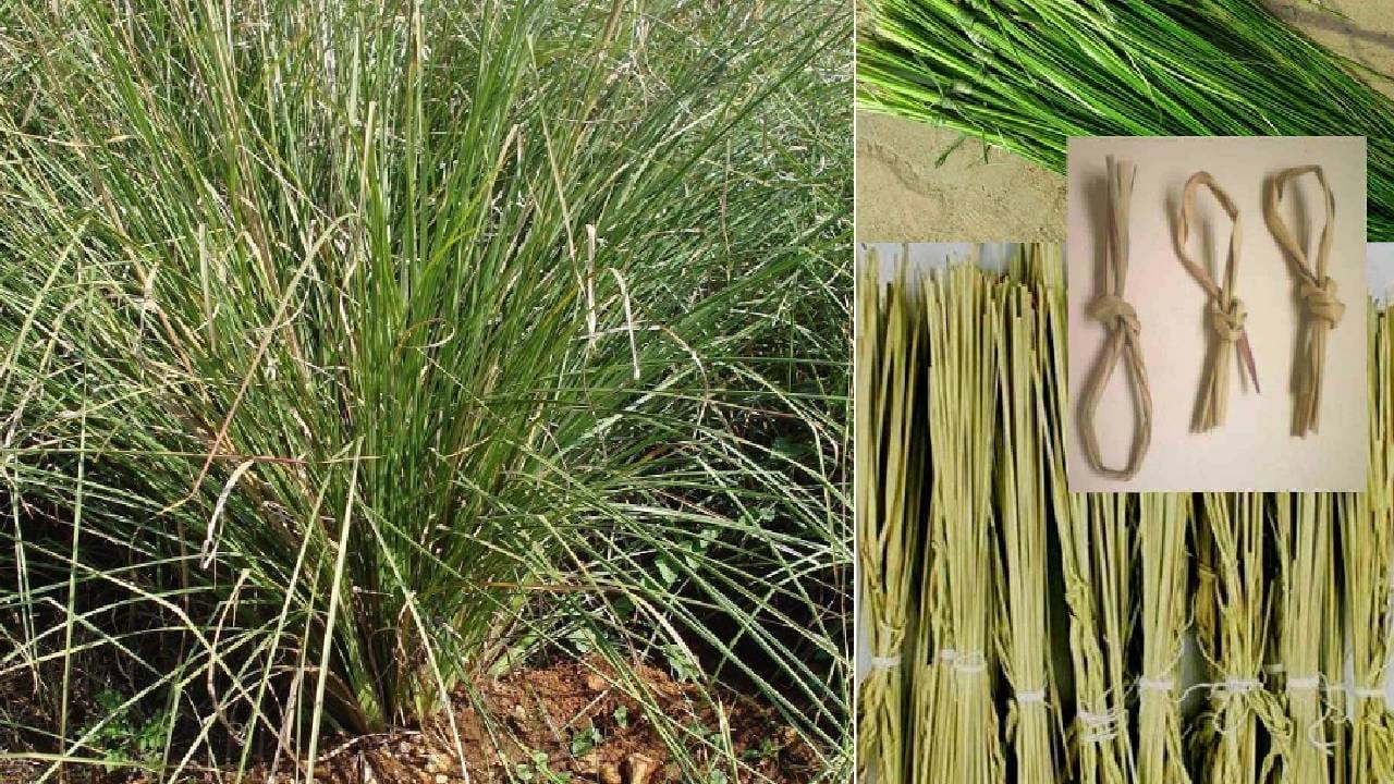 Daily Devotional: ಸನಾತನ ಹಿಂದೂ ಧರ್ಮದಲ್ಲಿ ದರ್ಭೆಯ ಮಹತ್ವ ತಿಳಿಯಿರಿ - Kannada ...