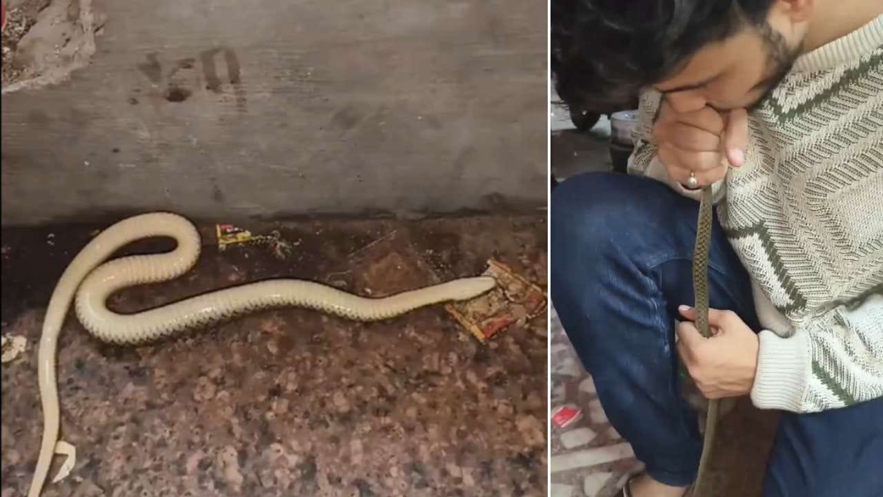 Viral: ದೇವರಂತೆ ಬಂದು ಹಾವಿನ ಪ್ರಾಣ ಉಳಿಸಿದ ಯುವಕ; ವಿಡಿಯೋ ವೈರಲ್‌ - Kannada ...